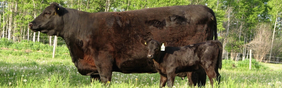Why Galloway Genetics? » Lemieux Creek Ranch | BC Grass-Fed Beef in ...