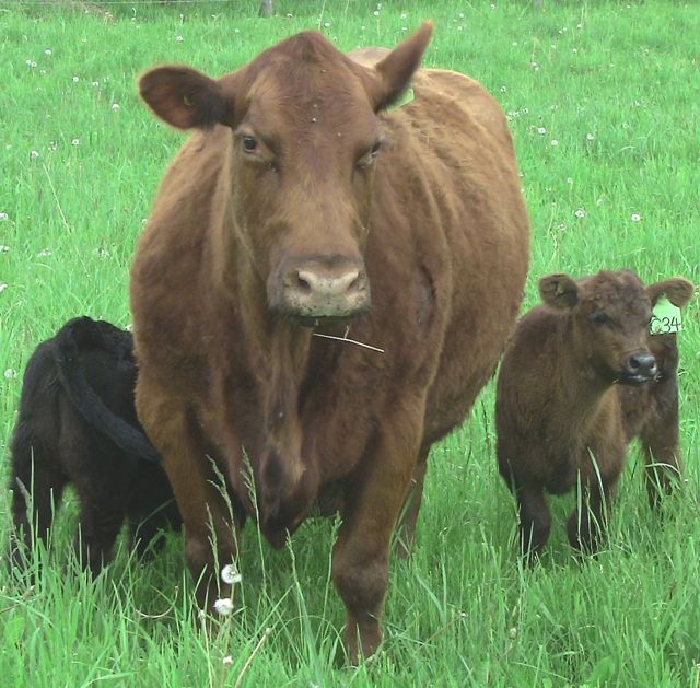 Cow of the Year » Lemieux Creek Ranch | BC Grass-Fed Beef in Telkwa BC